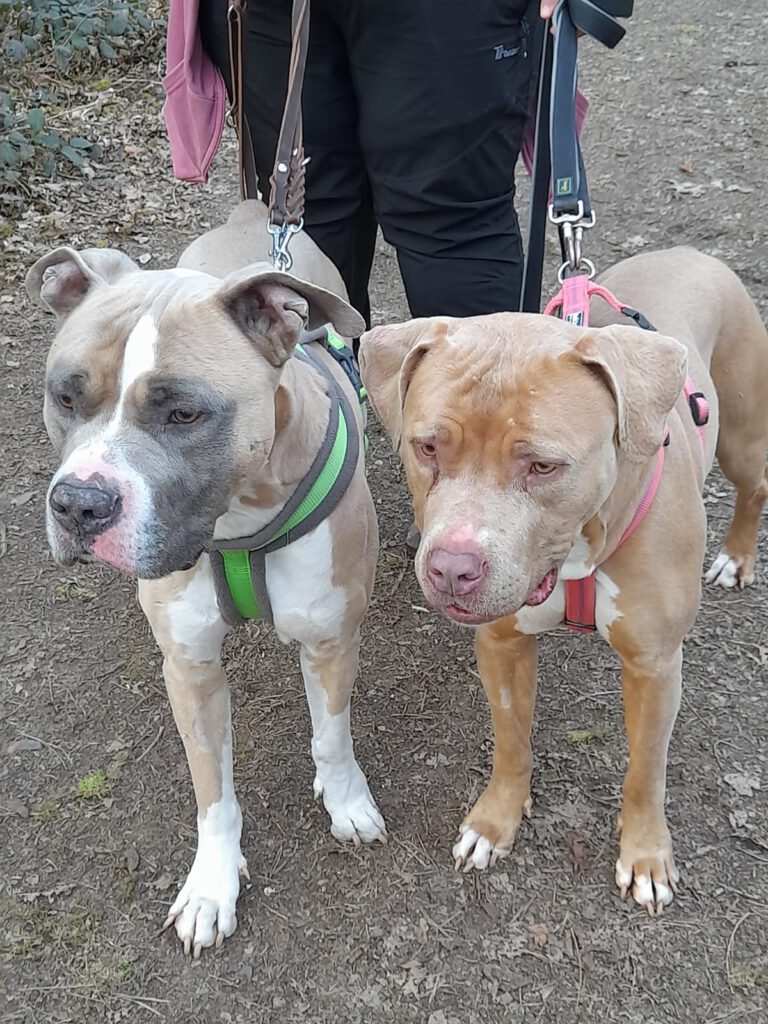 Pets – Ria Nickel Tierheim Homburg