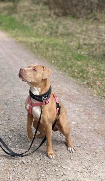 Pets – Ria Nickel Tierheim Homburg