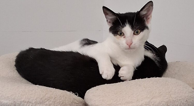 Bel – Ria Nickel Tierheim Homburg